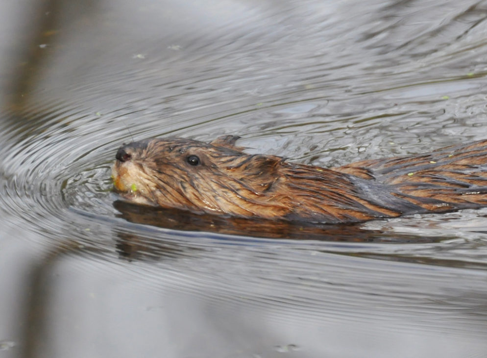 Why Does Delaware Love Eating Muskrat? - Washingtonian