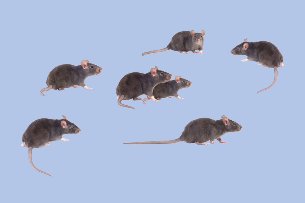 Everything You Need to Know About Mayor Bowser’s DC Rat “Blitz ...