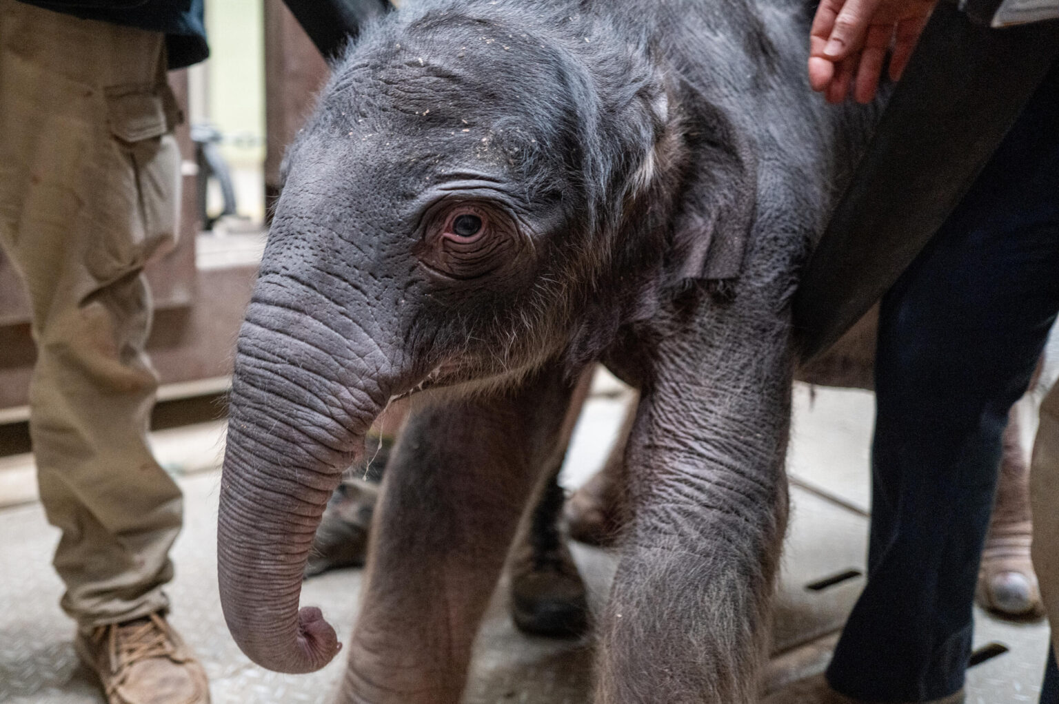 Baby Asian Elephant Born at DC’s National Zoo - Washingtonian