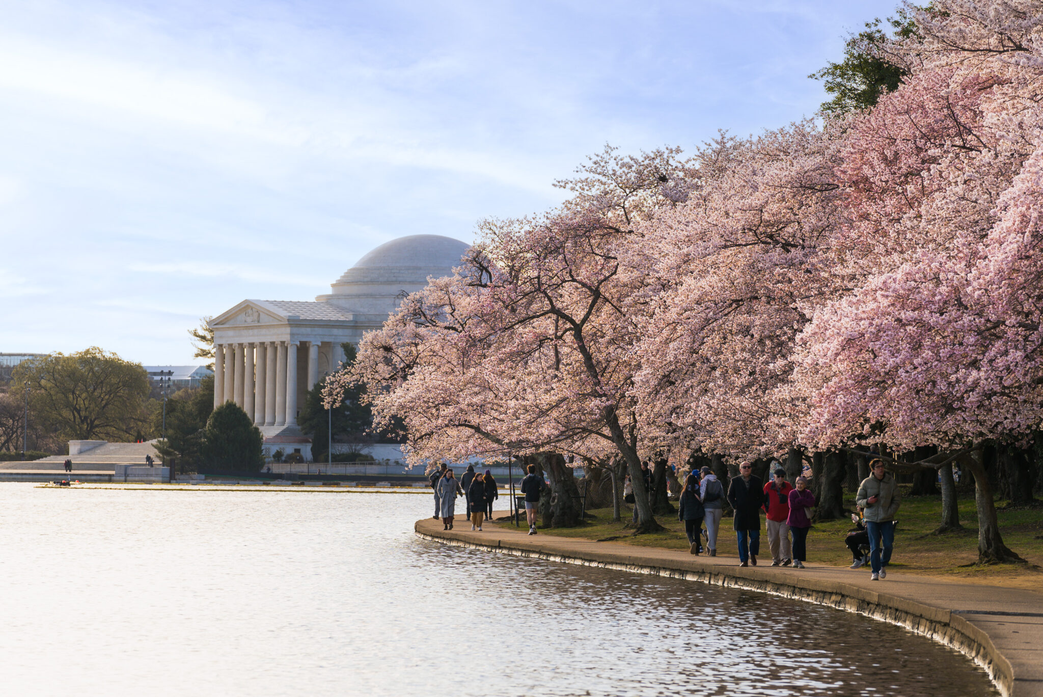 DC Cherry Blossom Peak Bloom Is Predicted for March 29-April 1