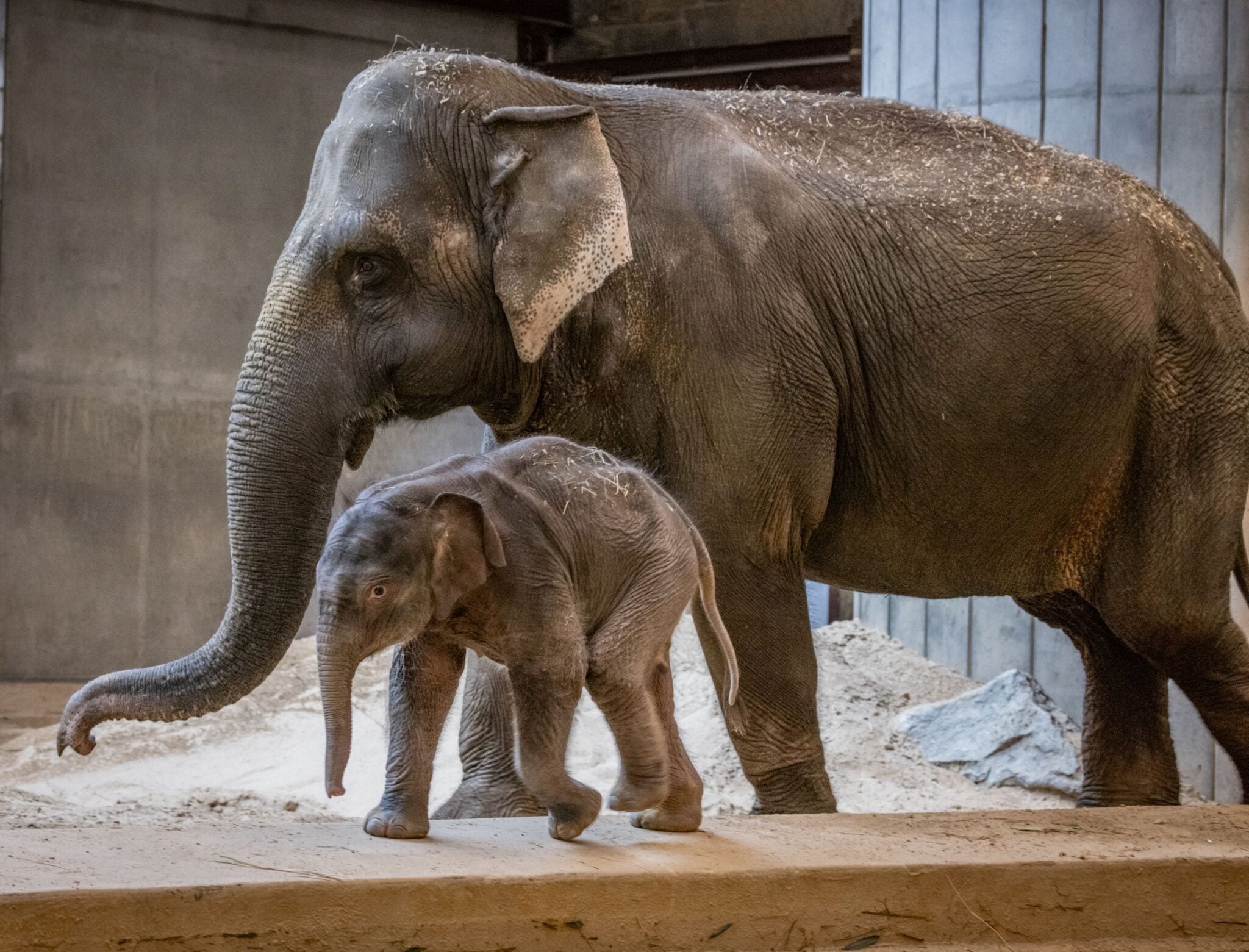 The National Zoo’s Hosting (Six) Tons of Events for World Elephant Day