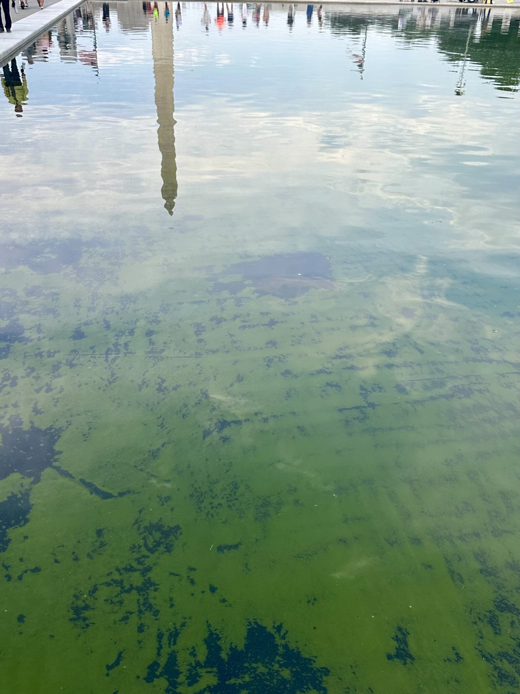 Reflecting Pool’s “American Flag Blue” Turns Green Due to Algae ...